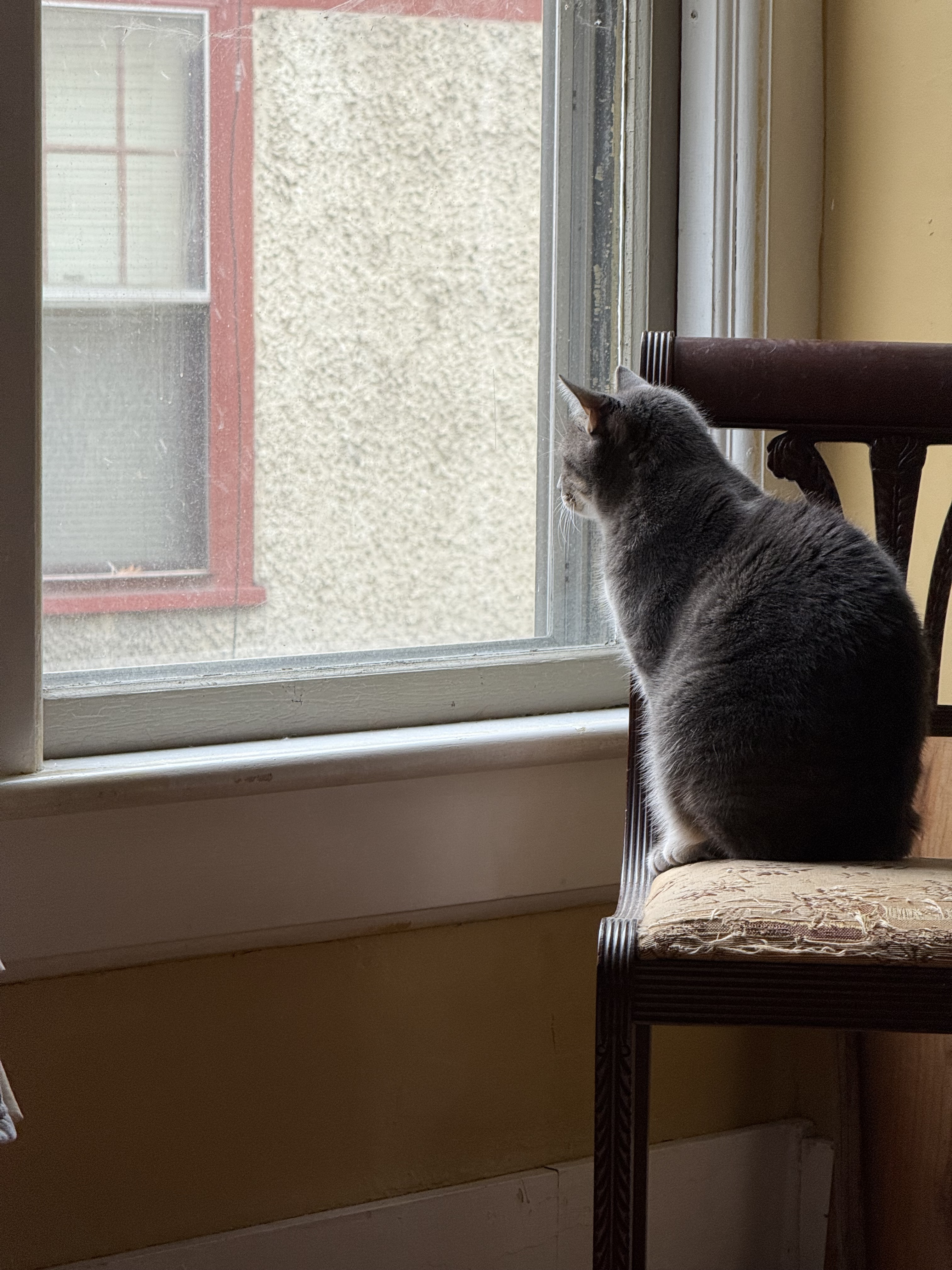 Snow Time 2025 (Southern Hemipshere MUST Interact if it snows there ...